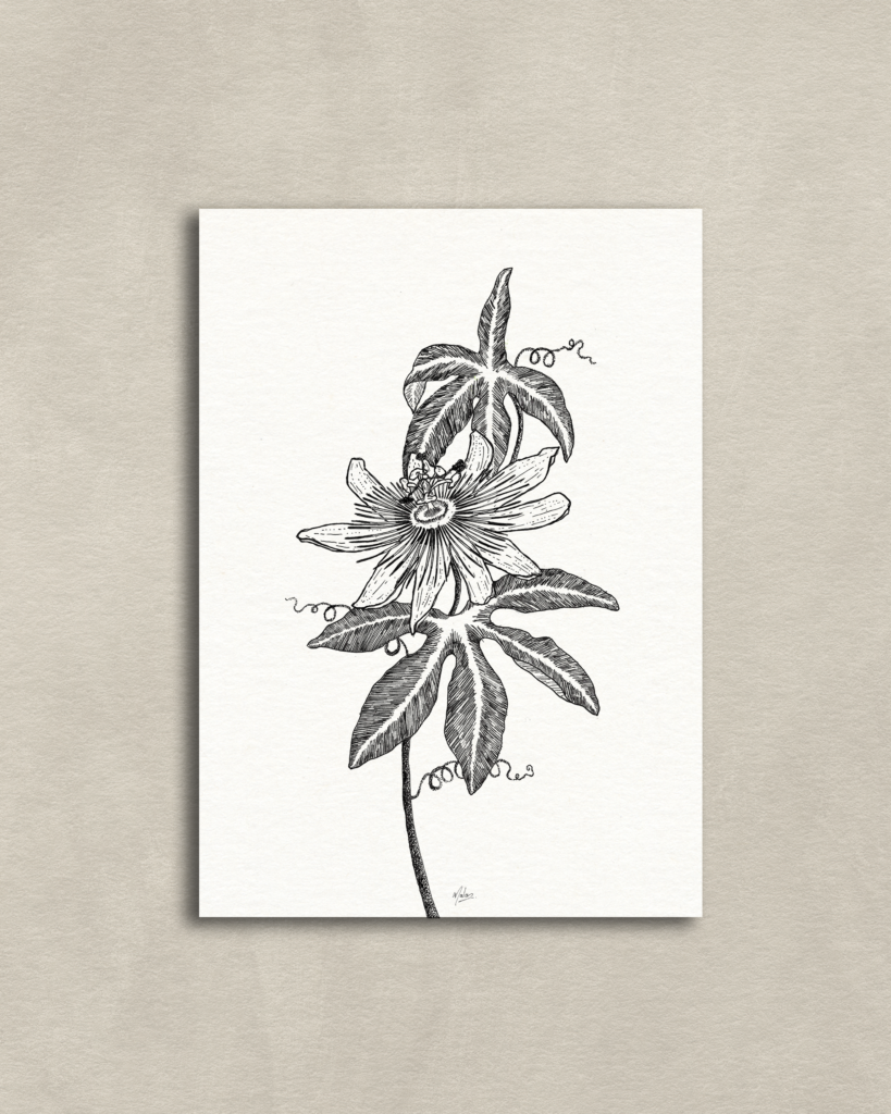 Passiflora caerulea - botanophilia